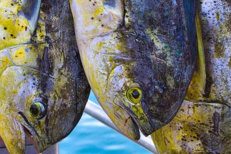 Mahi-Mahi: What Does It Taste Like? How To Prepare It - Butter And Salt ...