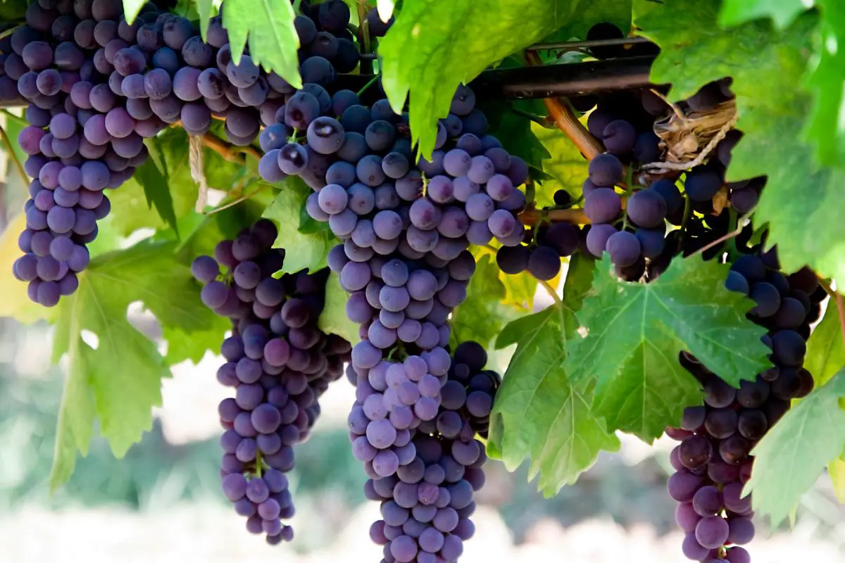 What Does Corvina Taste Like? - Butter And Salt Gatherings