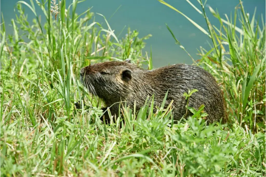 What Does Nutria Taste Like? Does It Taste Good? - Butter And Salt ...