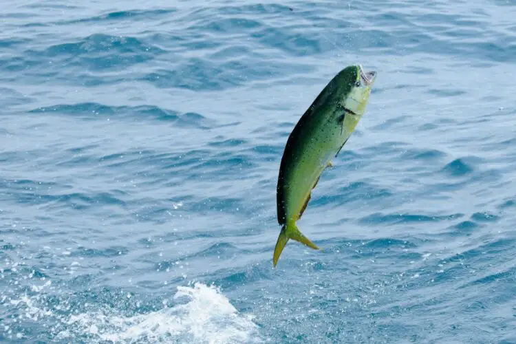 Mahi-Mahi: What Does It Taste Like? How To Prepare It - Butter And Salt ...